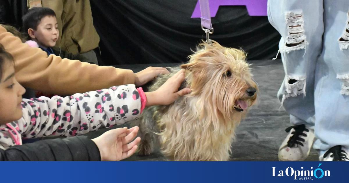 Hoy empieza la 5ta Expo Animal: adopciones, desfile de mascotas, paseos ...
