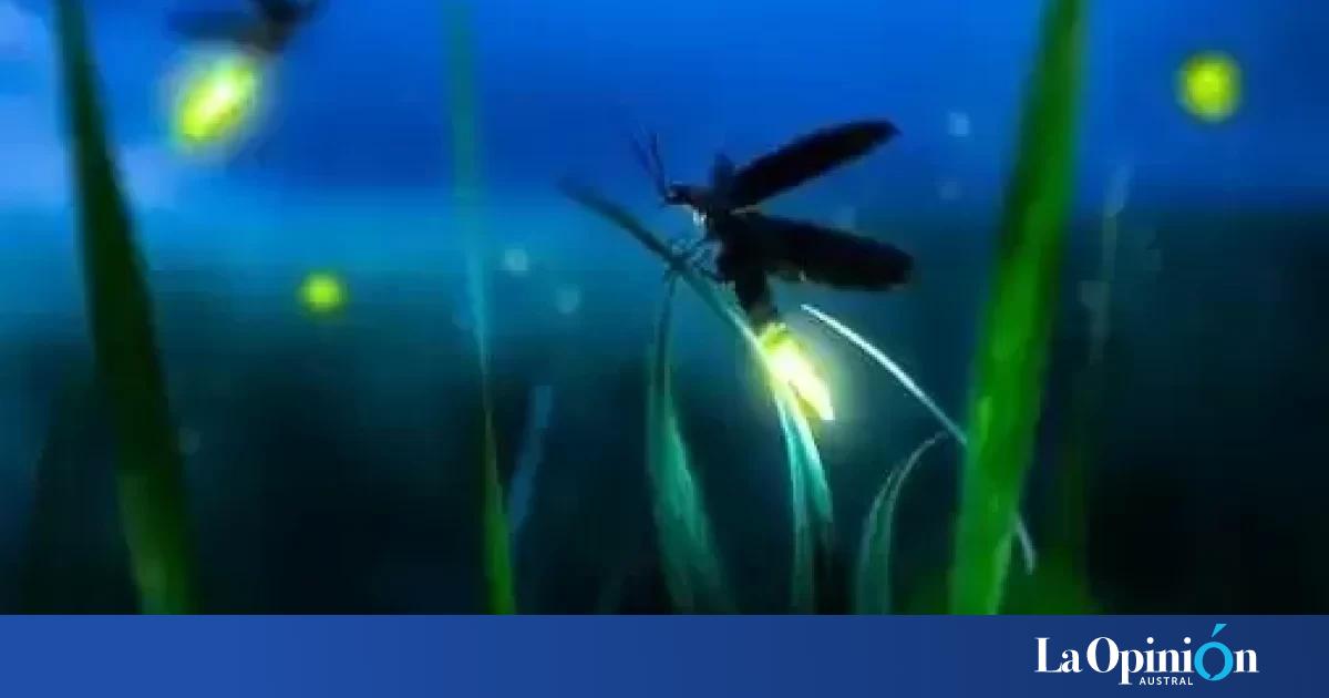 Conocé el significado espiritual del bichito de luz | La Opinión Austral