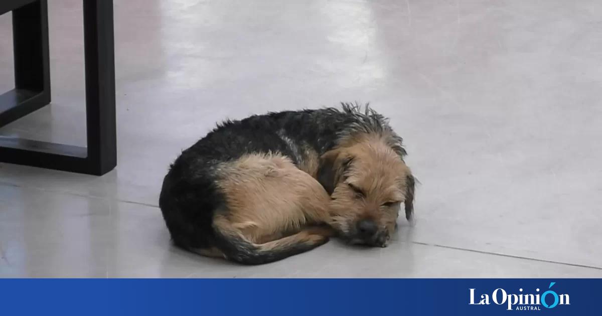 Escándalo en Gran Hermano Chile: denuncian maltrato animal y el perro ...