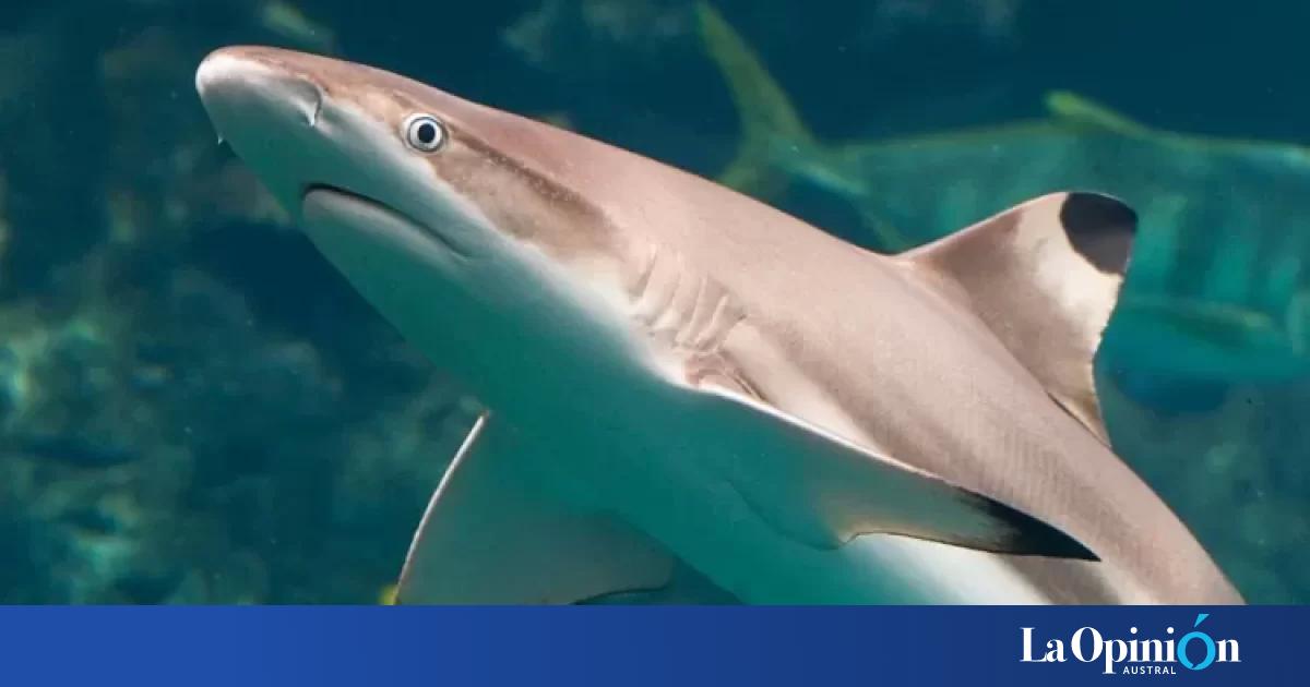 Qué tan peligrosos son los cazones, los mini tiburones en los que ...