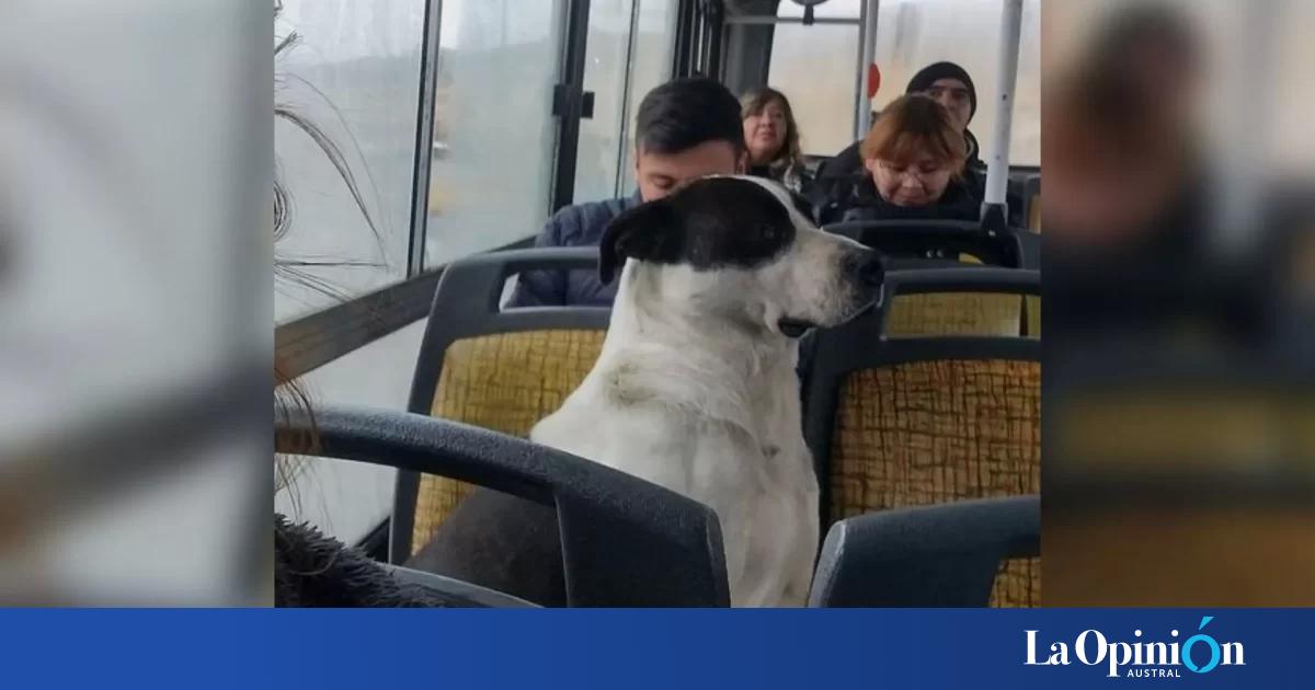 La verdadera “vuelta al perro”: Coco se subió al colectivo y viajó de ...