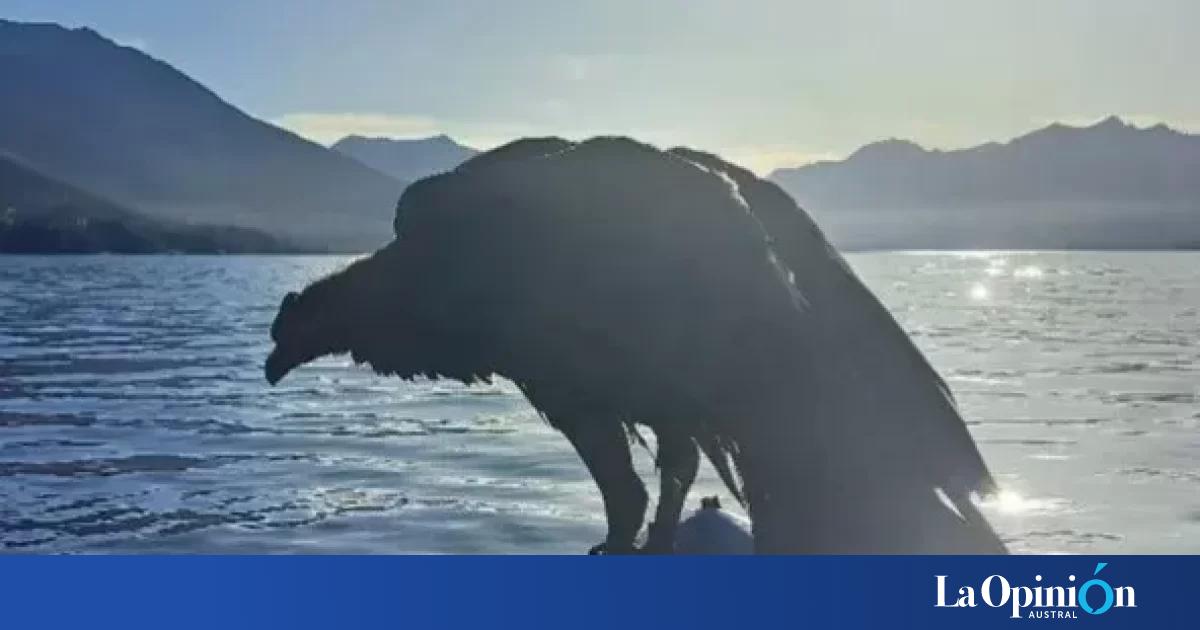 Video. Rescataron a un cóndor que cayó en el lago Traful | La Opinón ...