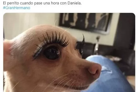 Los divertidos memes de Moro y Caramelo, los dos perritos que ...