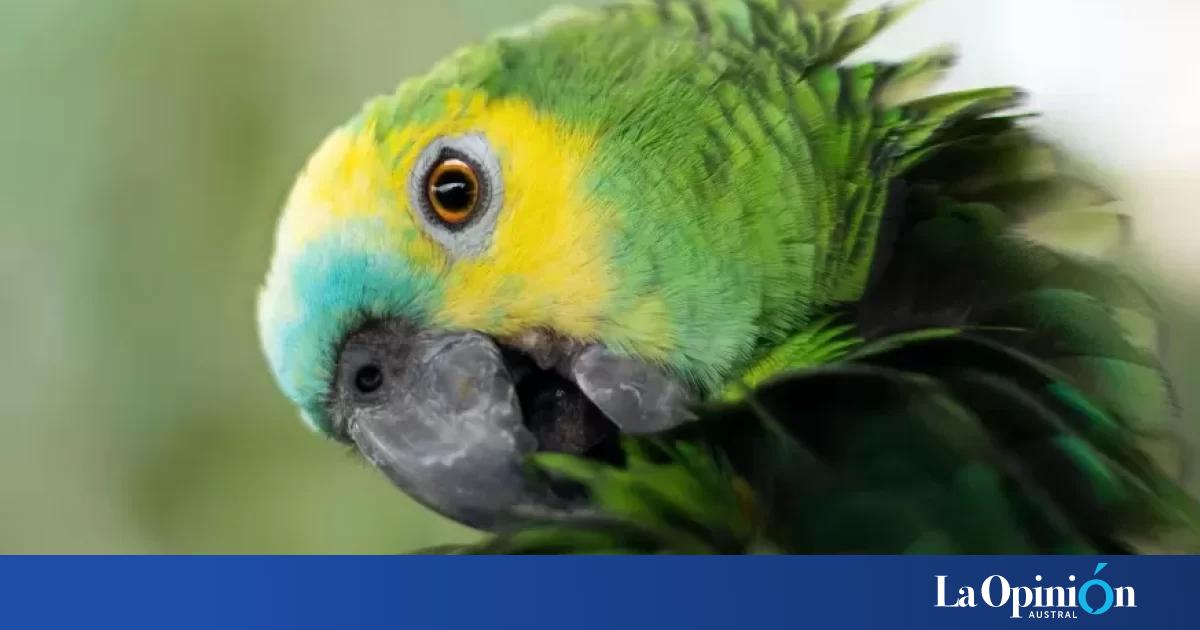 Gripe del loro: qué es la psitacosis y cuáles son los síntomas de la ...