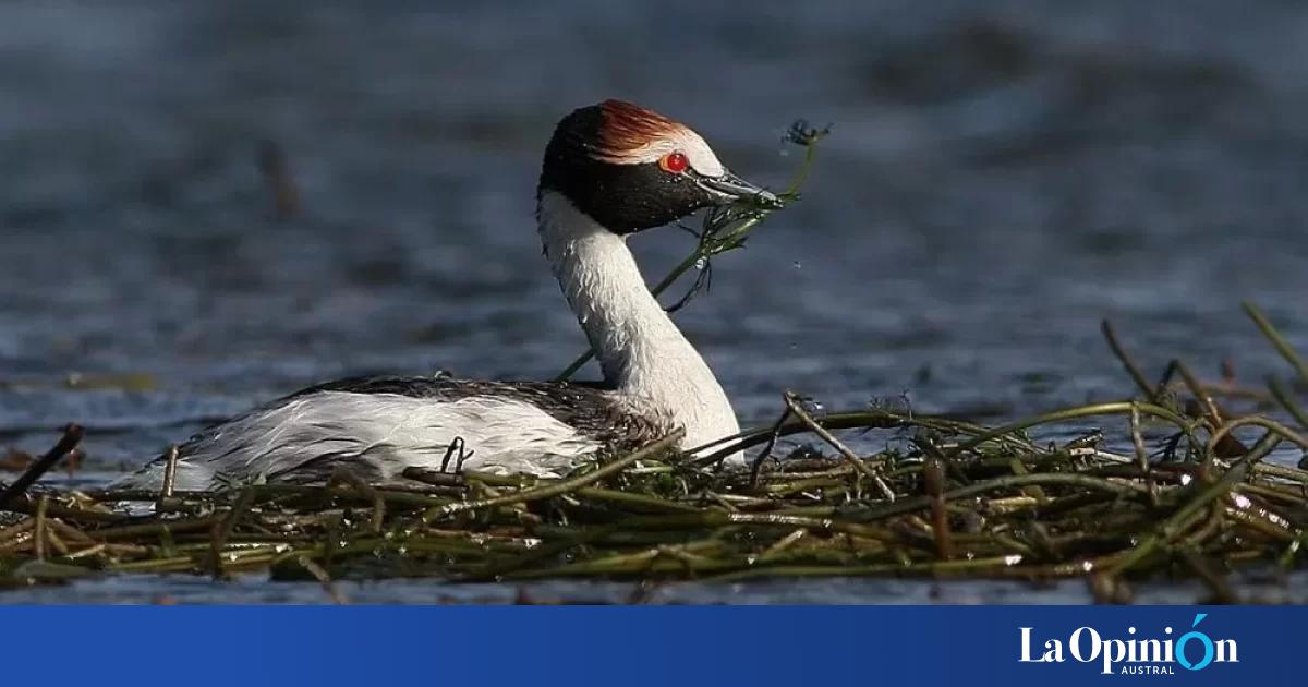 ¿Qué tiene que ver el macá tobiano con el parque eólico de Río Gallegos ...