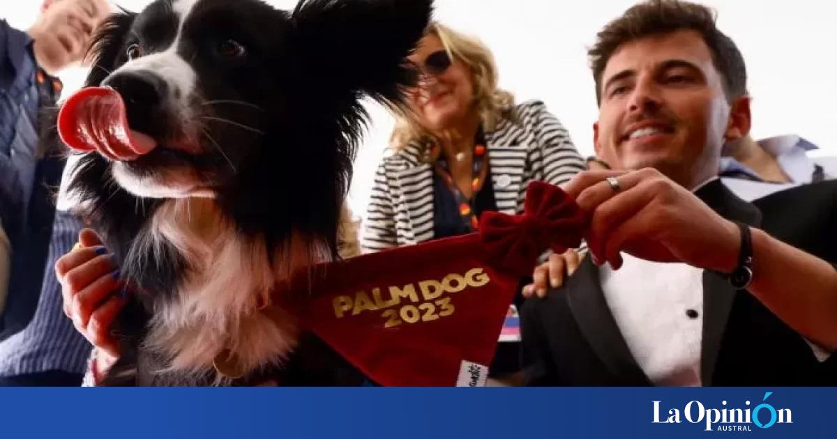 Messi, el perro que se llevó el premio a mejor interpretación en el ...