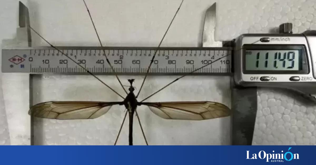 Qué son los “mosquitos gigantes” que invaden Santa Cruz | La Opinón Austral