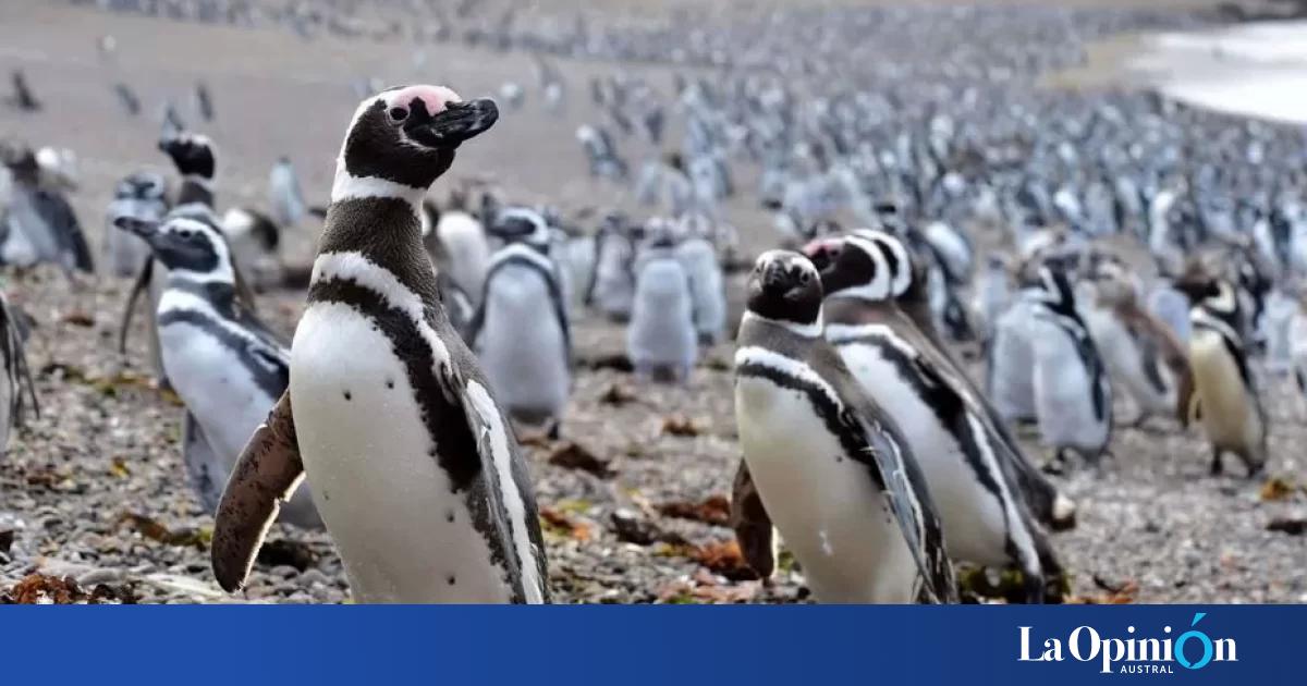 Reserva de pingüinos de Punta Tombo: se habilita este mes y habrá ...