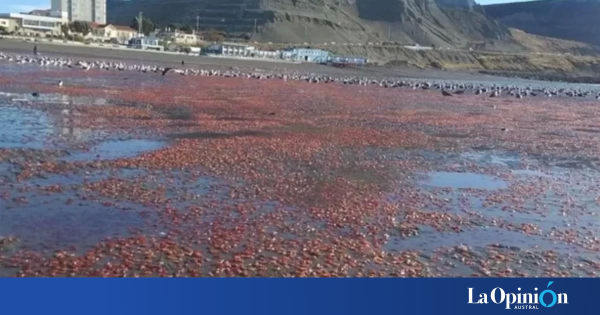 La playa de Comodoro amaneció teñida de rojo: ¿qué produjo este extraño ...