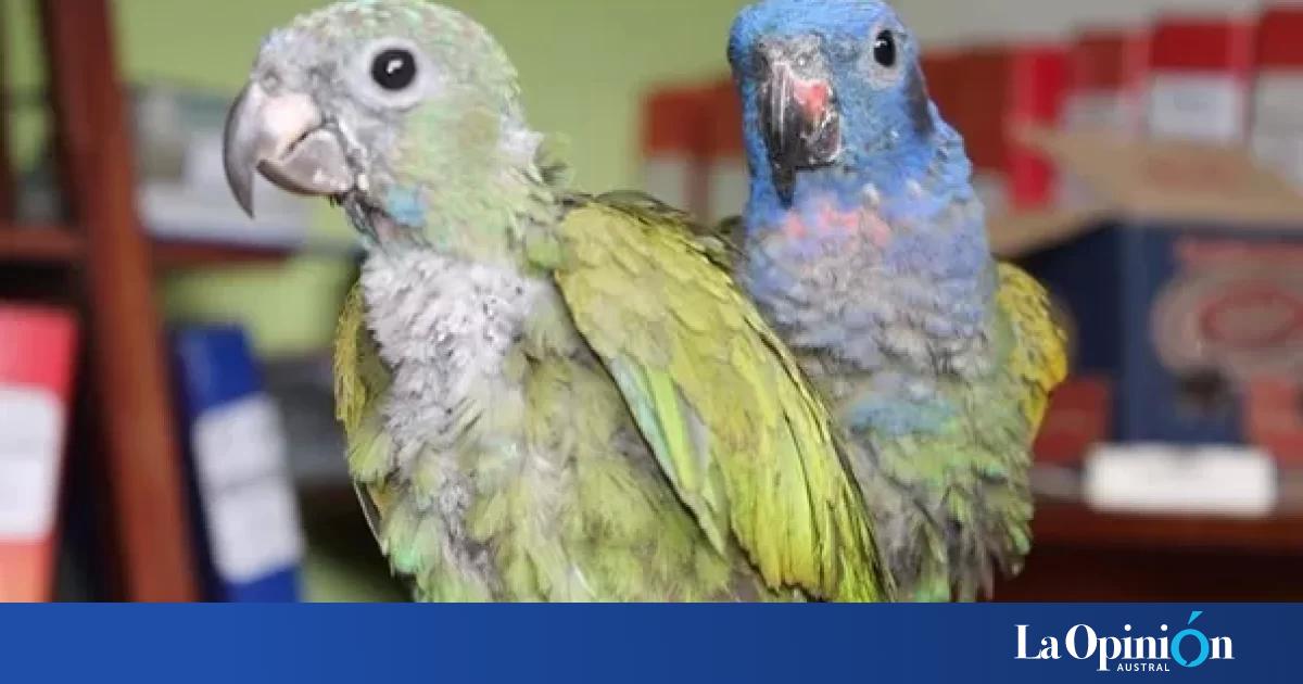 Llevó un loro a su casa y contagió a la familia de Psitacosis: hay ...