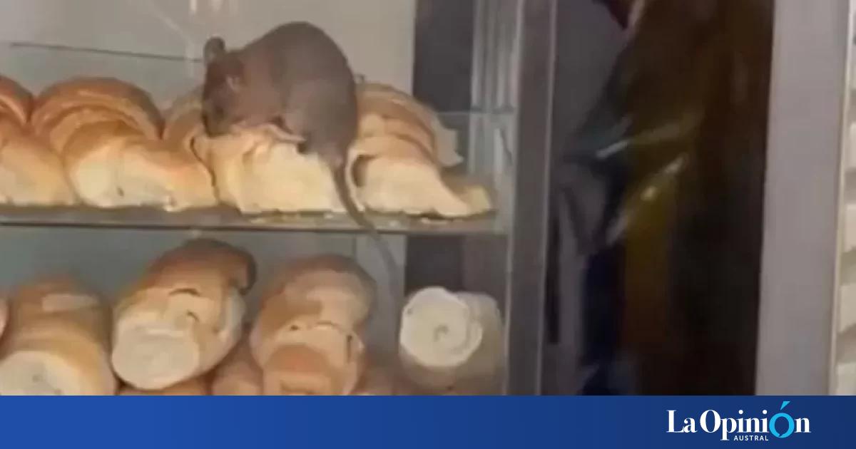 El video de una rata comiendo medialunas en una panadería se hizo viral ...