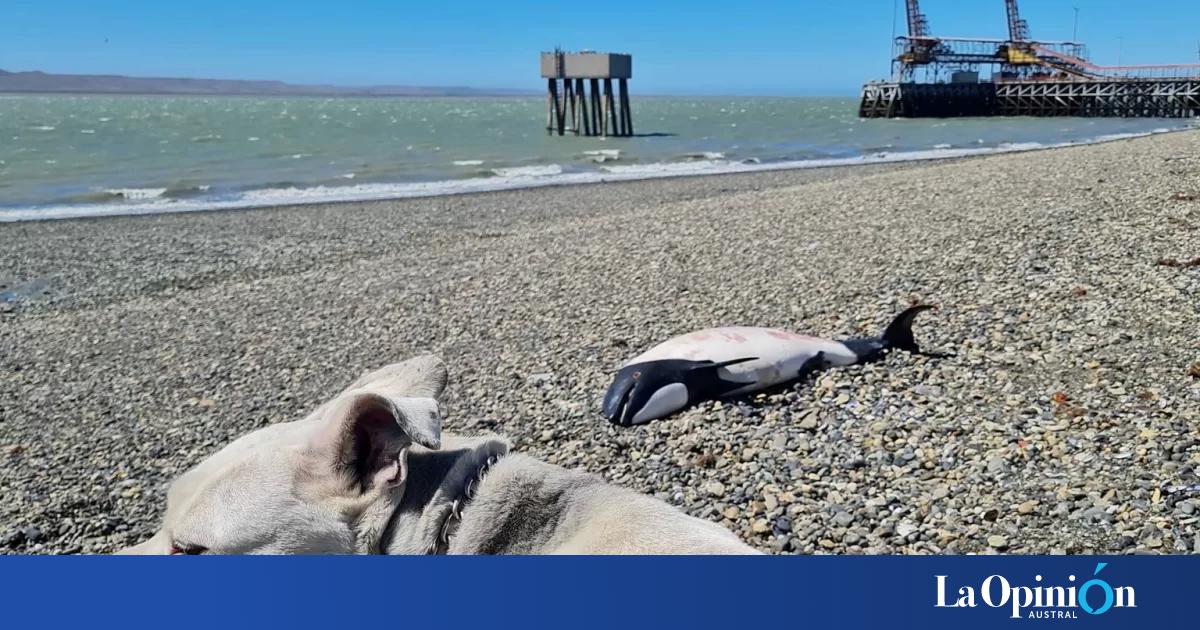 ¿De qué murió la tonina overa que apareció en la costanera de Río ...