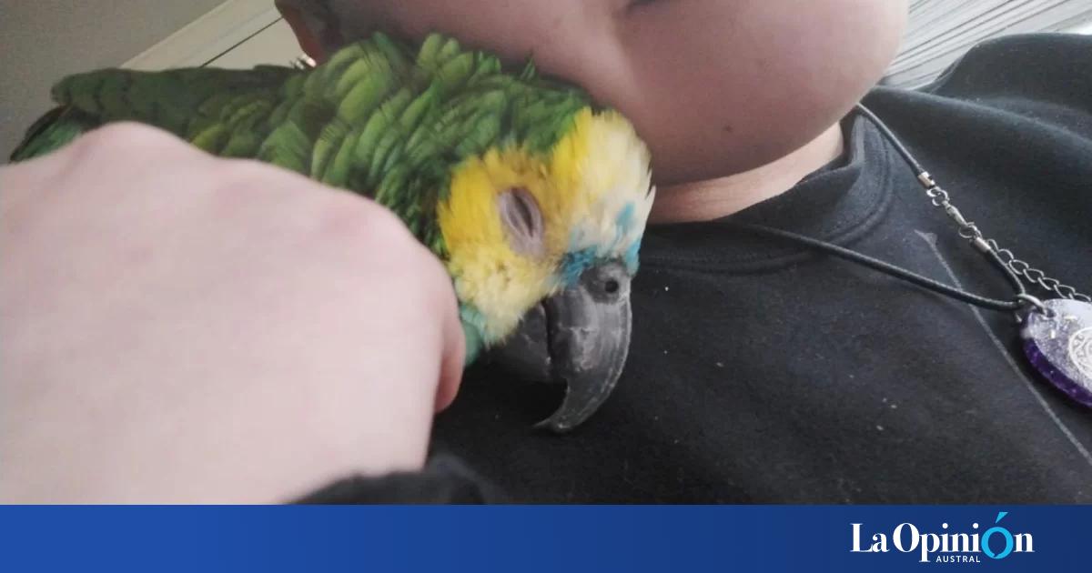 Cómo fue el rescate de Cachu, el loro del barrio Evita: su salud ...