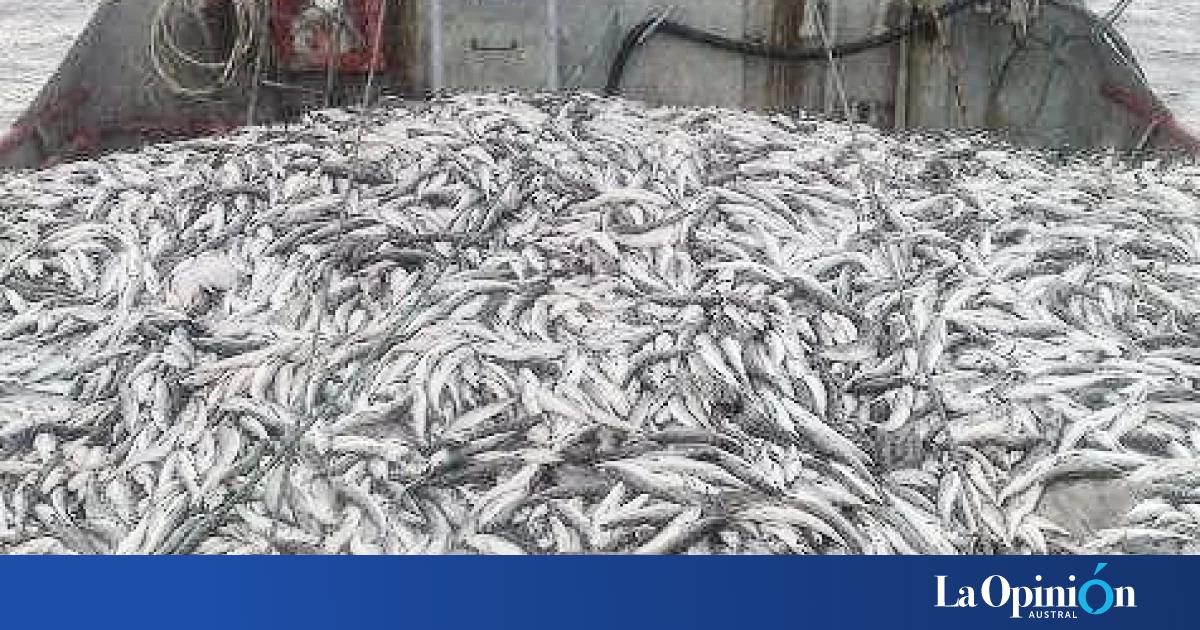 Pesquerías: otras especies con caídas y alzas de captura | La Opinión ...