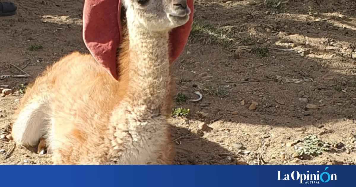 La historia detrás de Panchito, el chulengo que es furor en redes | La ...
