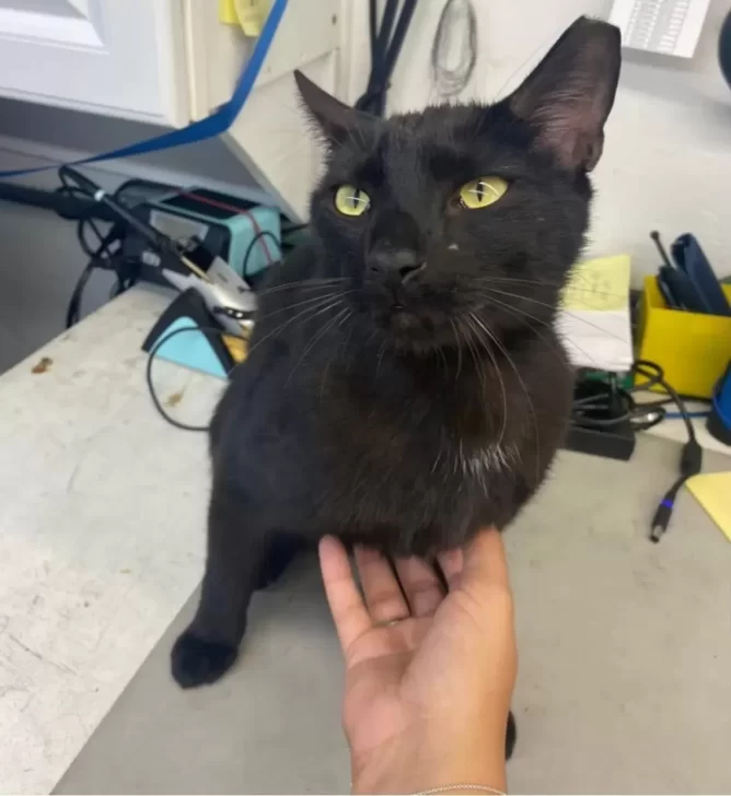 Video. Binx, el gato que sobrevivió el derrumbe de Miami y se ...