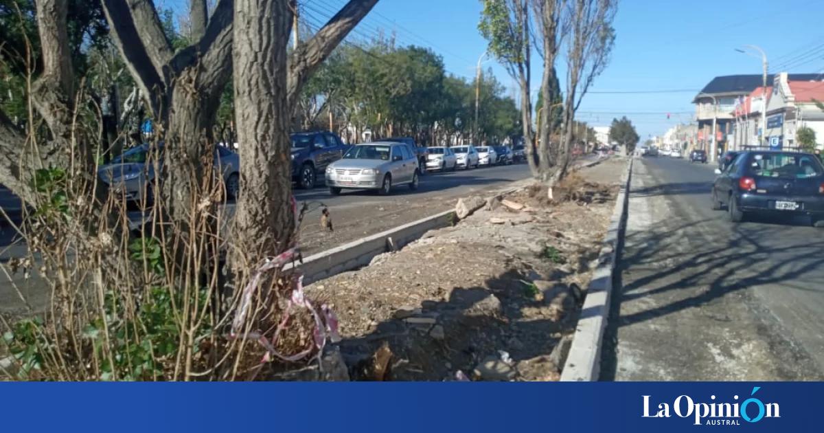Otin sobre los árboles de avenida San Martín: “Eran intrasplantables ...