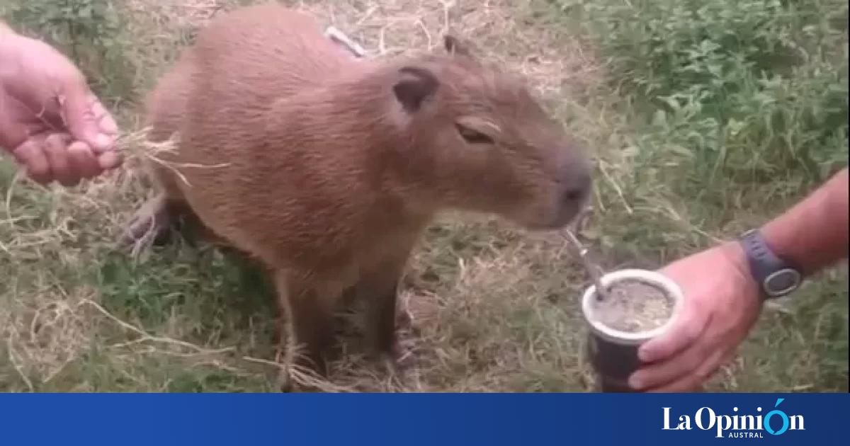 Video. Un carpincho que toma mate es furor en las redes sociales | La ...