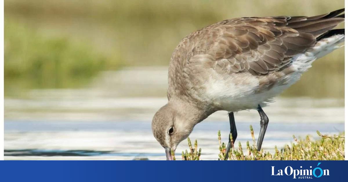 Celebran el Día Mundial de las Aves Playeras | La Opinión Austral
