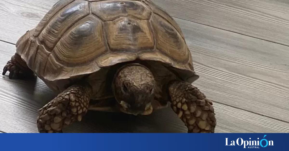 Otra más: una artista de Río Gallegos perdió su tortuga y pide ayuda ...