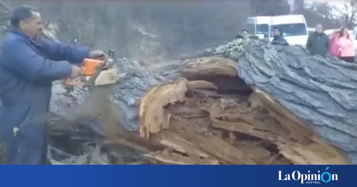 Cayó un árbol en la ruta que une El Chaltén con Lago del Desierto | La ...