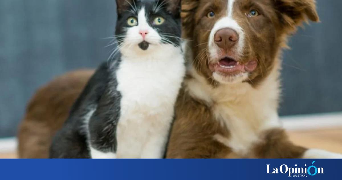 Día del animal: cuál es la mascota perfecta para cada signo del zodiaco ...