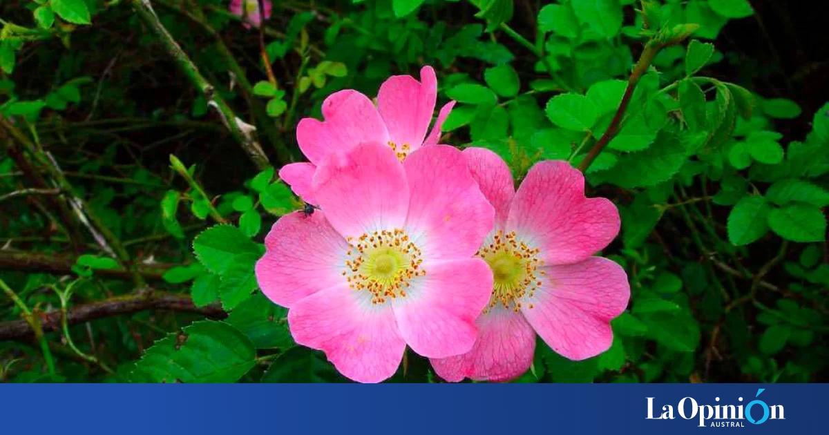 Todos los secretos de la rosa mosqueta que nadie te contó | La Opinión ...