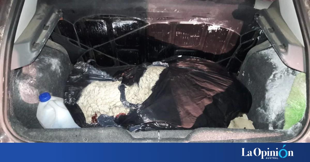 Los sorprendieron en un auto con un cordero | La Opinión Austral
