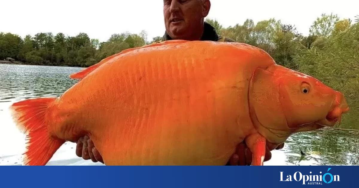 Un hombre capturó un pez dorado gigante de 60 kilos y podría batir el ...