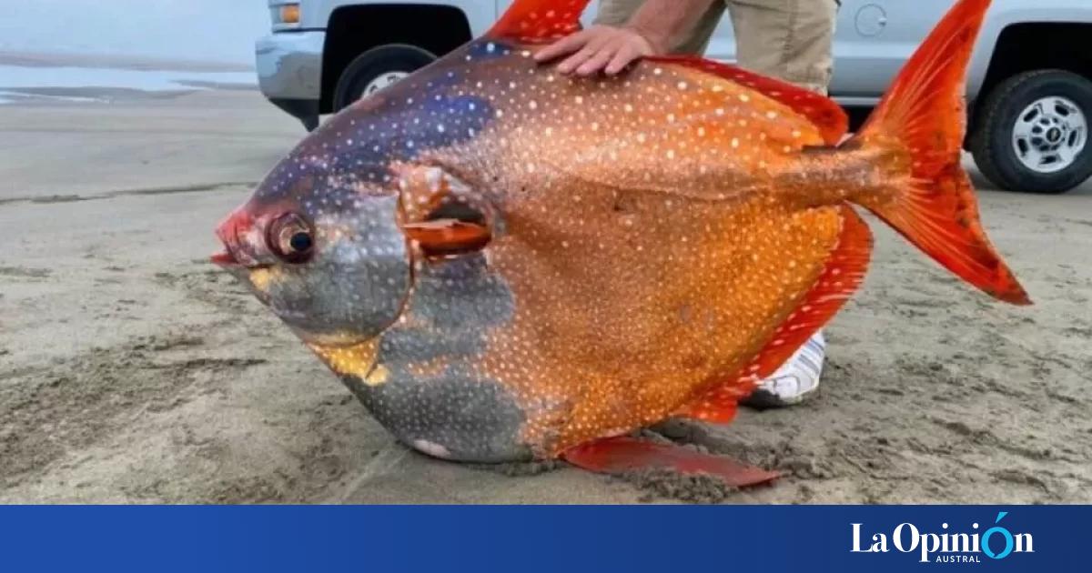 La aparición de un pez luna muerto desconcierta a los científicos | La ...