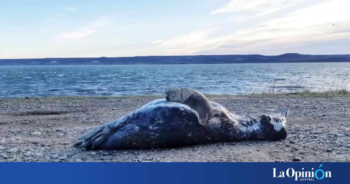 Triste hallazgo: apareció un pingüino muerto en la costanera | La ...
