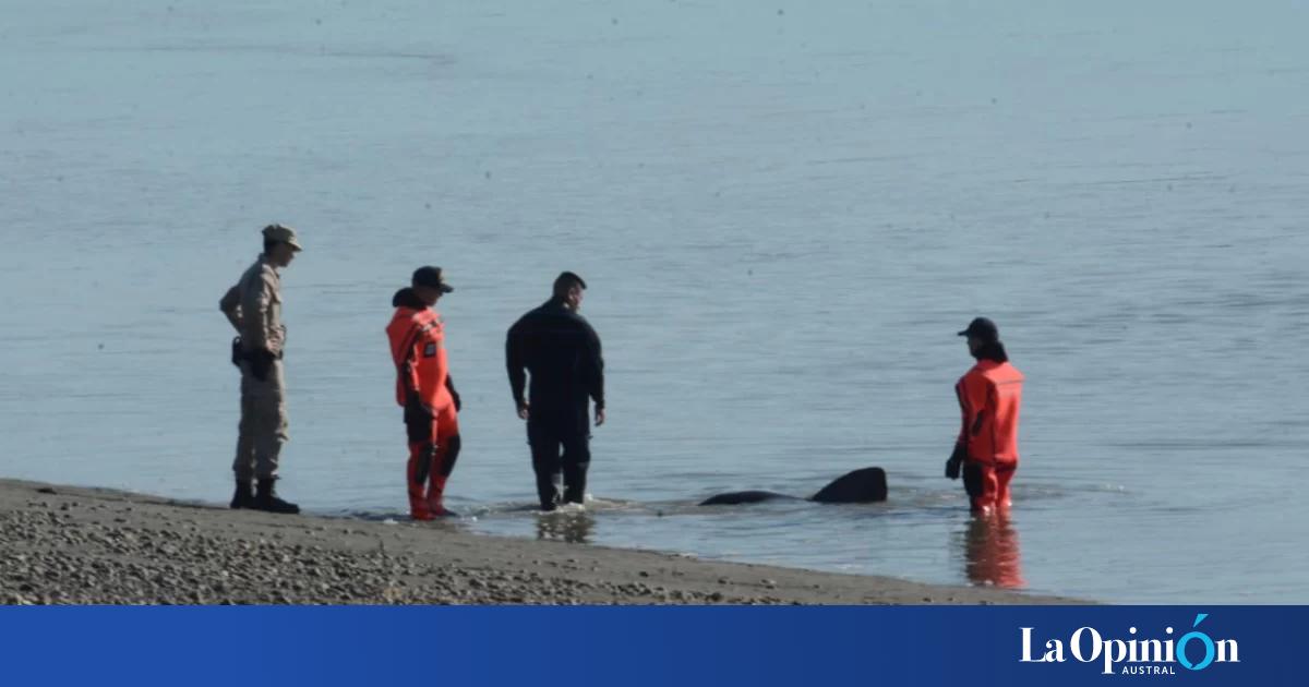 Una visita inesperada en las costas de Río Gallegos | La Opinión Austral