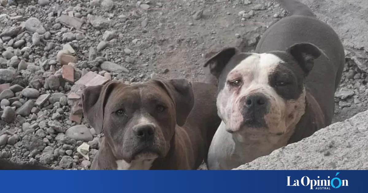 Vecinos pidieron justicia por los pitbulls maltratados que terminaron ...