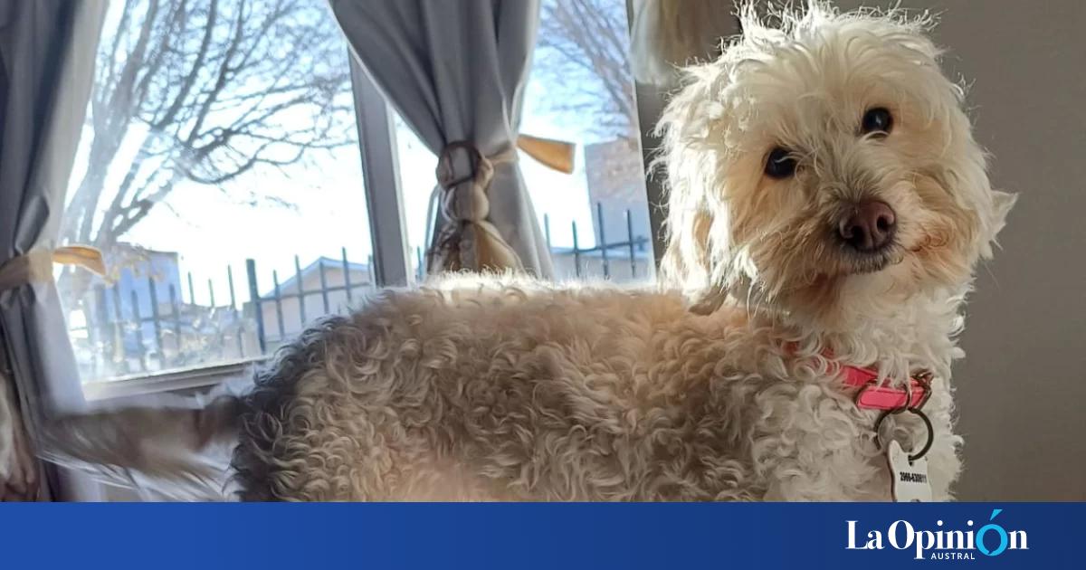 “Pochi” se perdió y ofrecen 50 mil pesos de recompensa: “Estamos en una ...