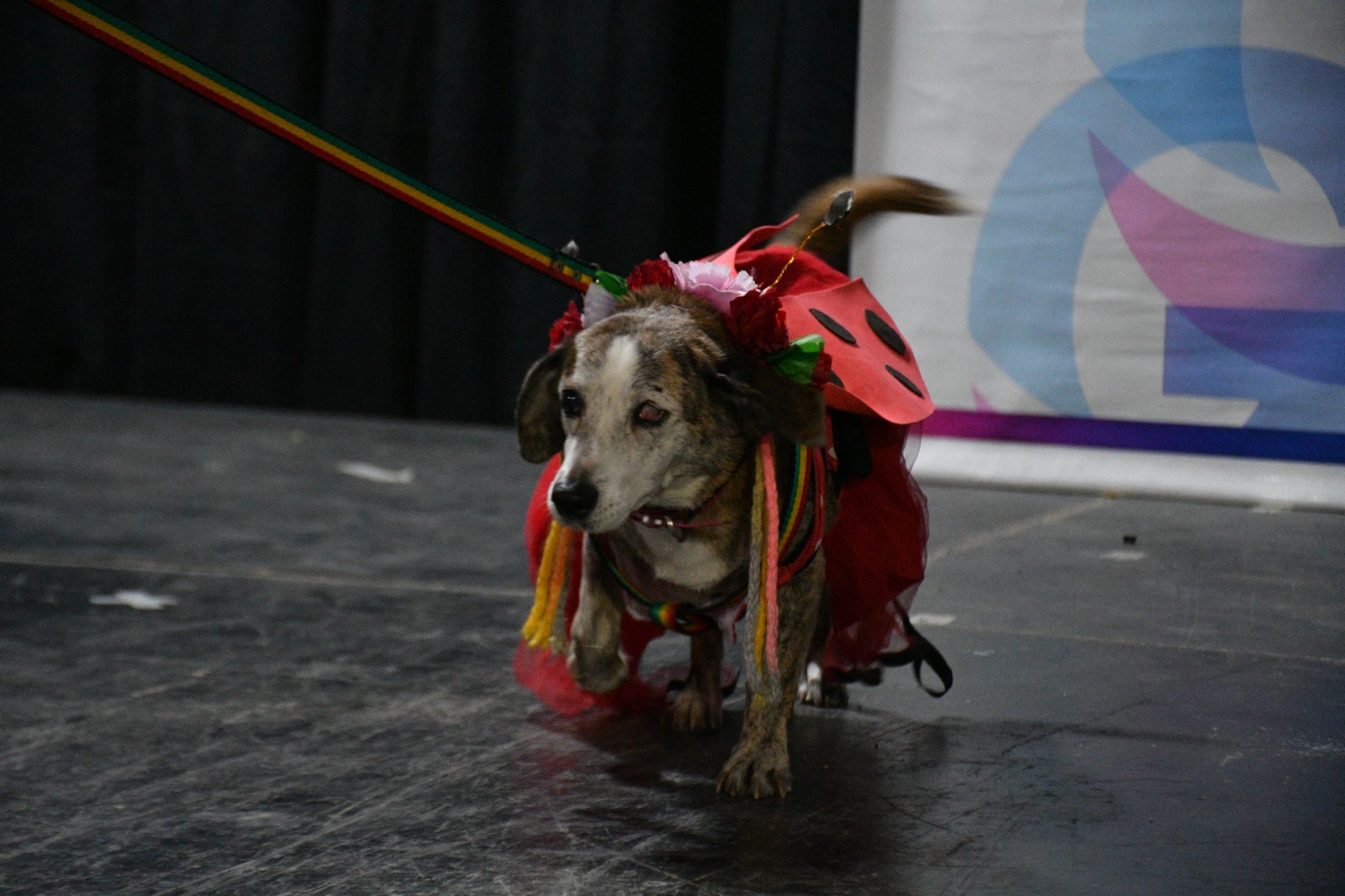 ¡Guau, qué desfile!: las mejores fotos de la Expo Animal | La Opinión ...