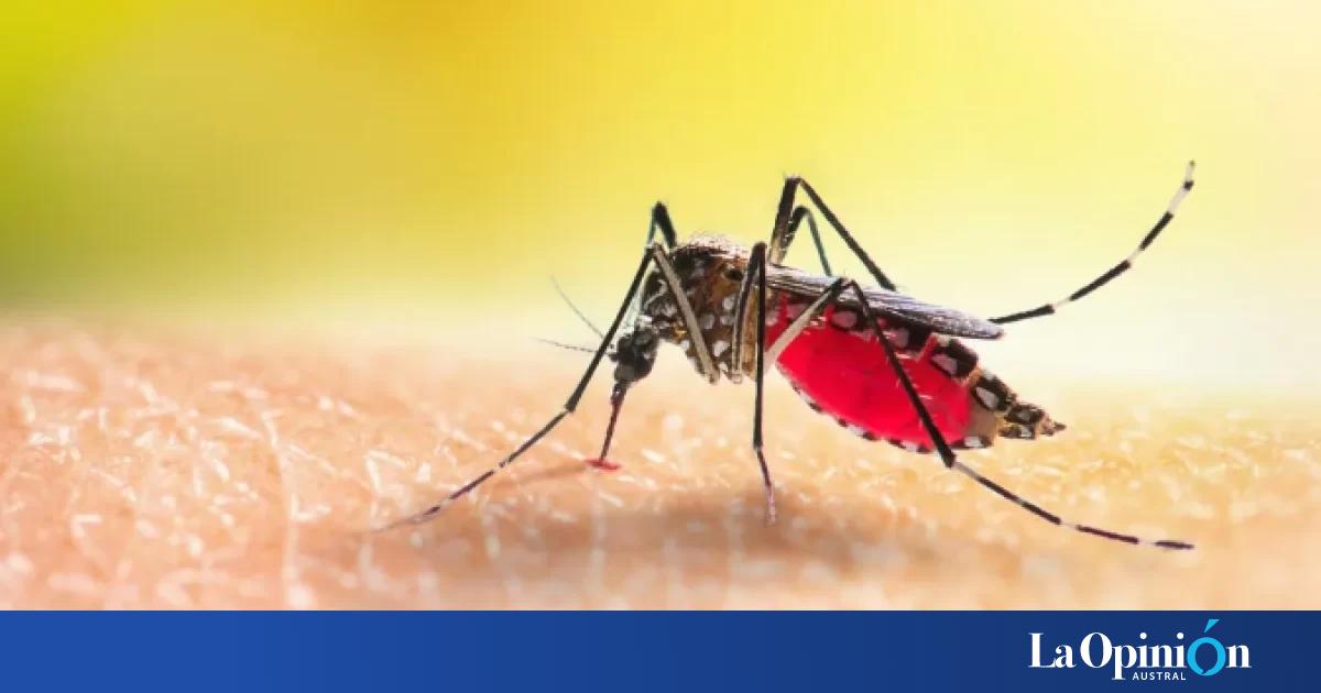 Detectaron los primeros casos autóctonos de dengue en el AMBA | La ...