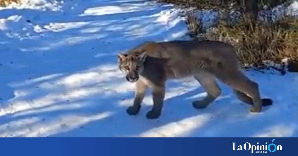 Tras el encuentro de una familia con un puma, cierran el sendero a ...