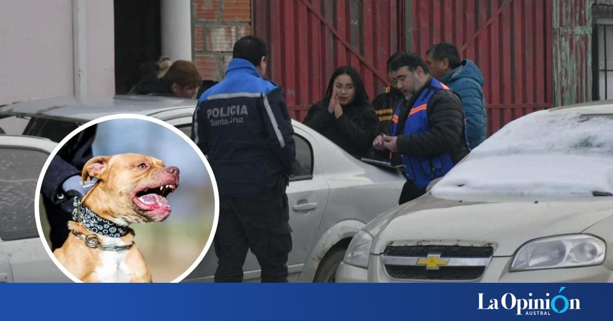Control Animal secuestró al perro pitbull que atacó a un nene de 10 ...