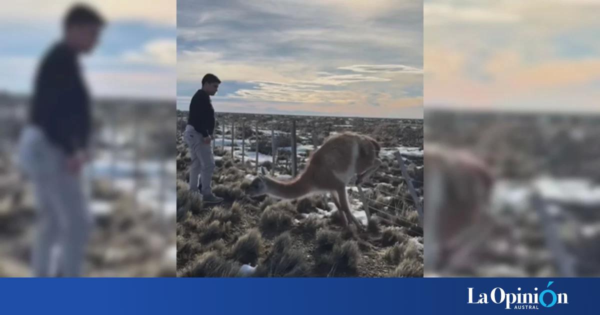 Claudio Vidal rescató un guanaco con su hijo y celebró el Día del Amigo ...