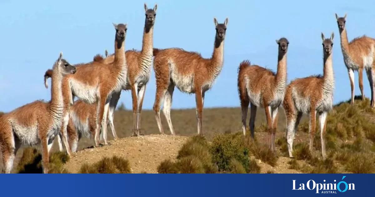 Quién es el biólogo preocupado por los guanacos y la desertificación ...