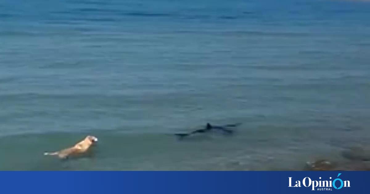 Viral: un perro se metió al mar y persiguió a un tiburón para morderle ...