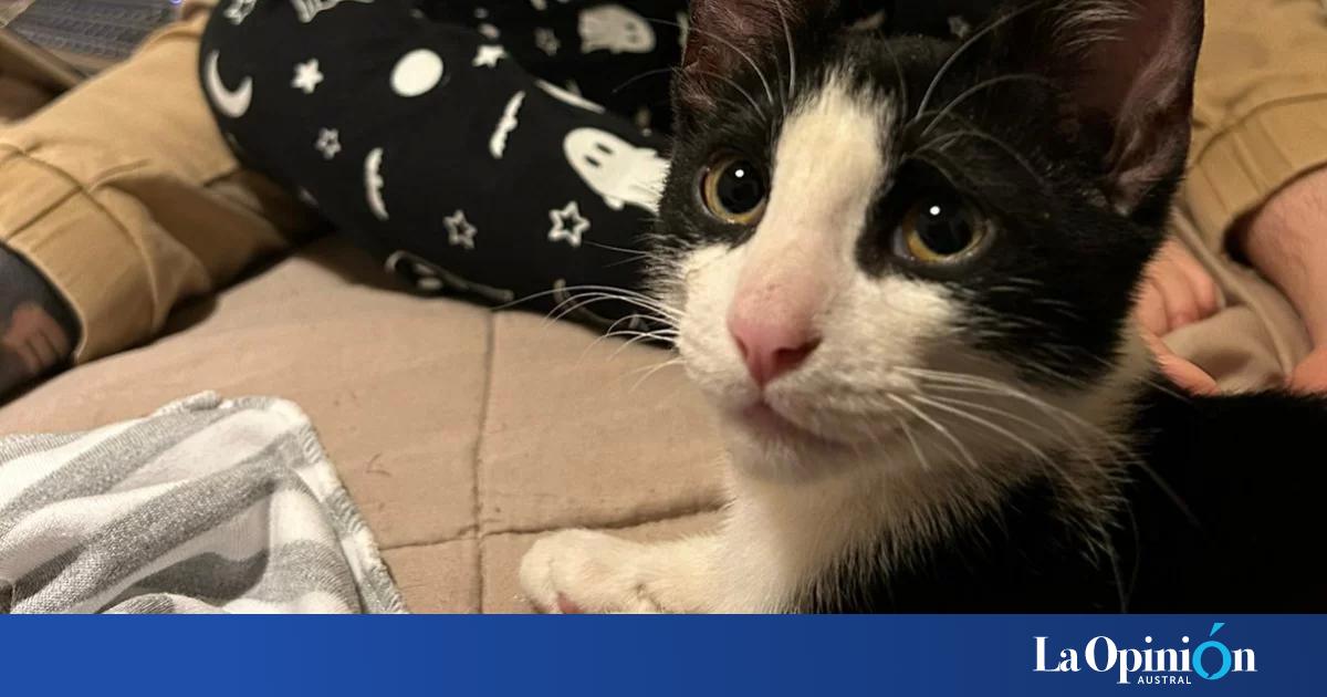 Cinco días sin el gatito “Limón”: “Estamos perdiendo las esperanzas ...