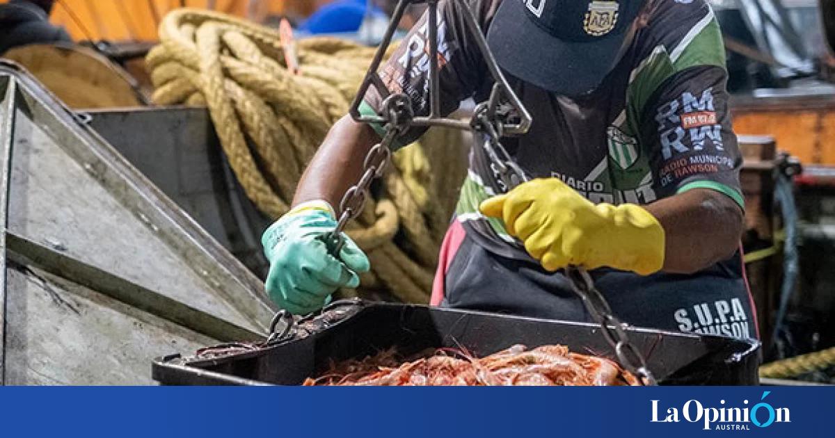 La pesca marítima aumentó 111,3% comparada con 2024 | La Opinión Austral