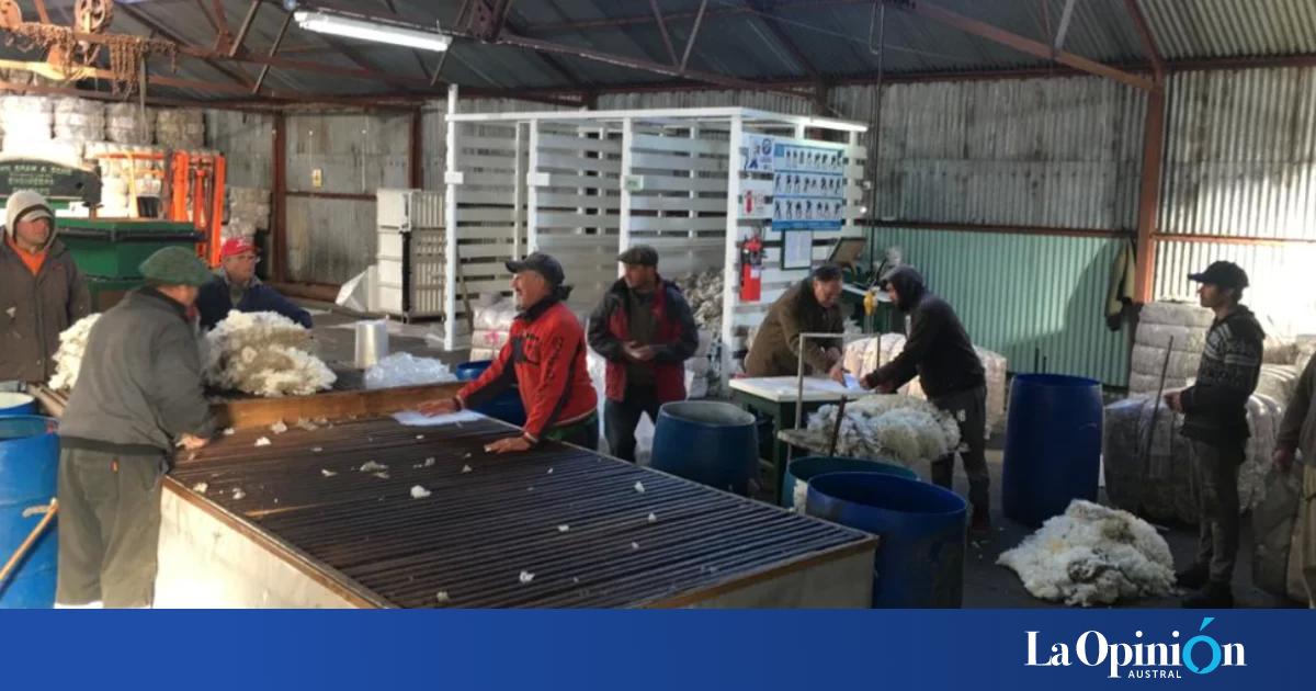 Zafra lanera 2024/25: bien en el campo, pero preocupante en los números ...