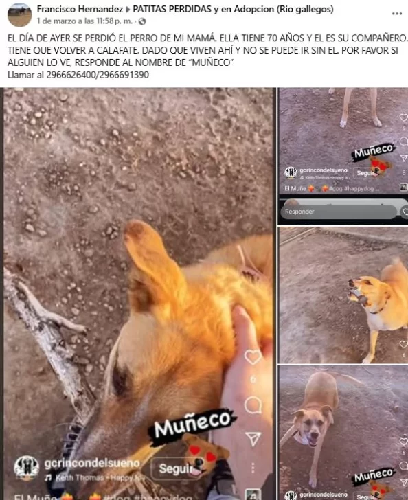 Ofrecen $100.000 para hallar al perro “Muñeco”: “Es de mi mamá de 70 ...
