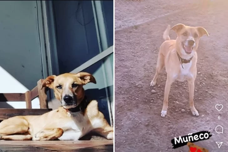 Ofrecen $100.000 para hallar al perro “Muñeco”: “Es de mi mamá de 70 ...