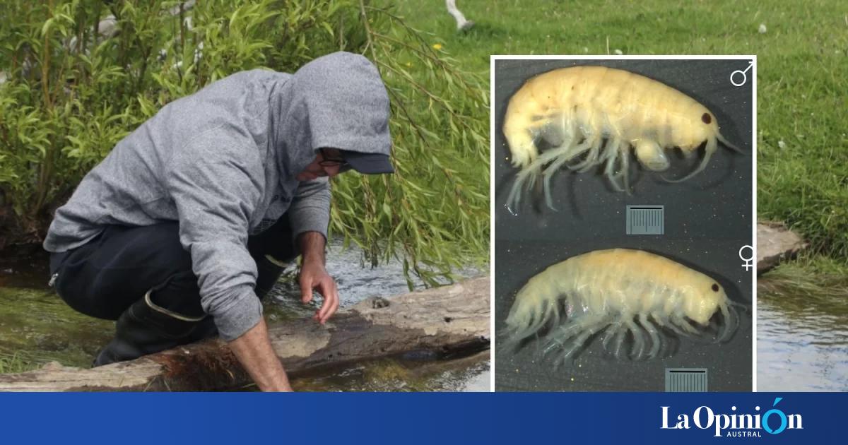 Investigadores de la UNPA descubrieron una nueva especie de crustáceo ...