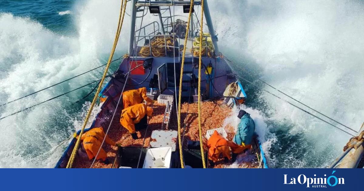 Langostino: se reactivó la zafra, pero las exportaciones cayeron USD ...