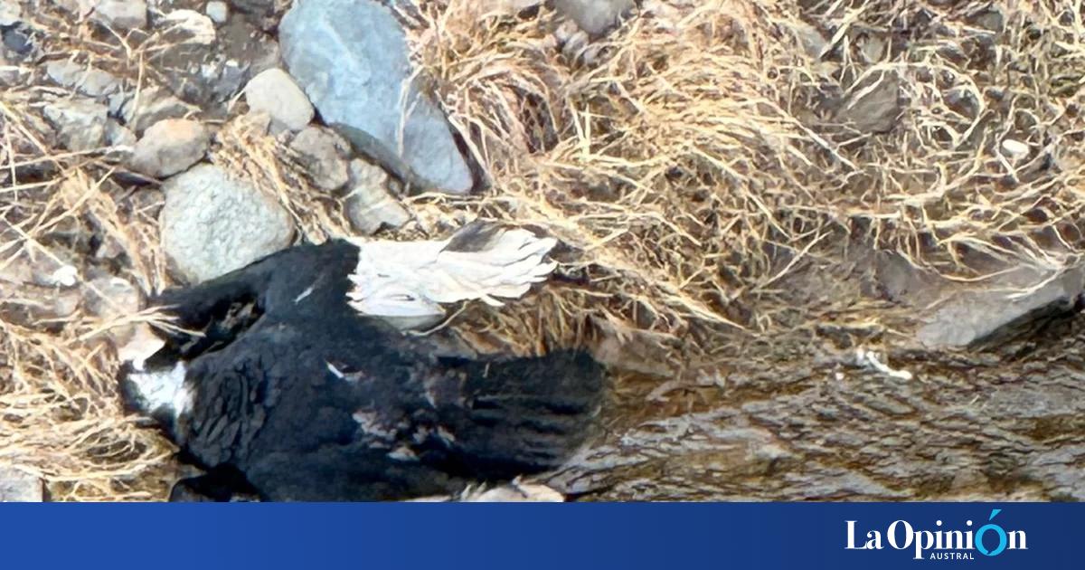 Fueron a buscar un ejemplar muerto de cóndor andino y encontraron dos ...