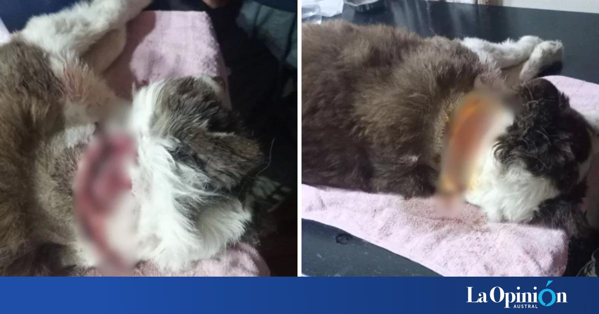 Maltrato animal en Río Gallegos: intentaron degollar a un perro en ...
